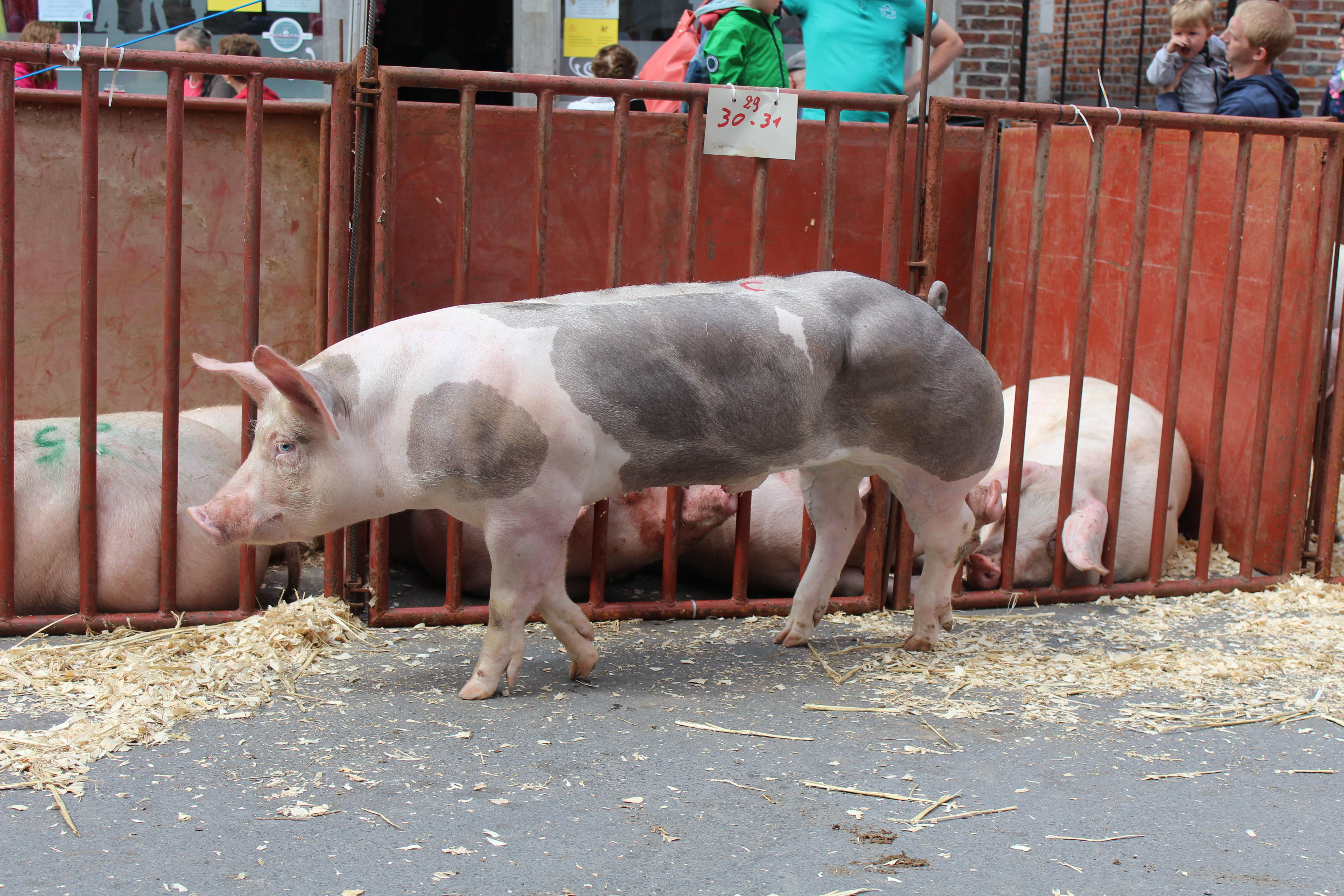 Concours de Soignies 25 juin 2017 - SERVICE PORCIN